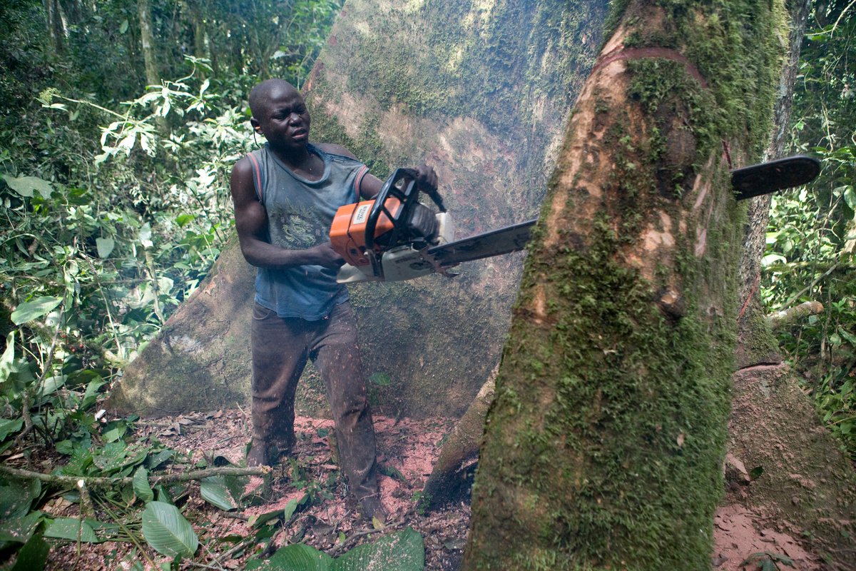 Les états généraux des forêts de la RDC s'ouvrent ce jeudi 18 janvier à ...